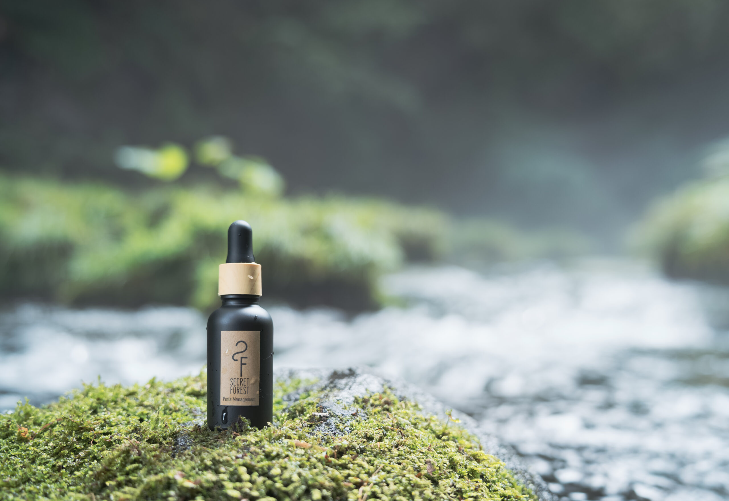 About Secret Forest - Secret Forest English